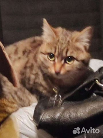 Котята в добрые руки бесплатно