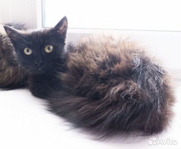 Черный малыш ищет маму и папу