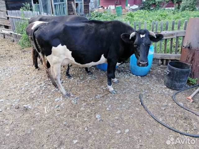 Корова дойная