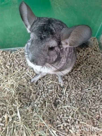 Серебристая шиншилла
