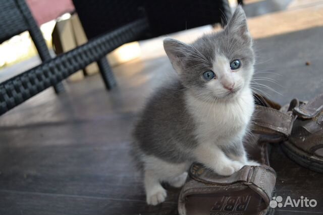 Отдам 2 мес. коты. едят все к лотку приучены