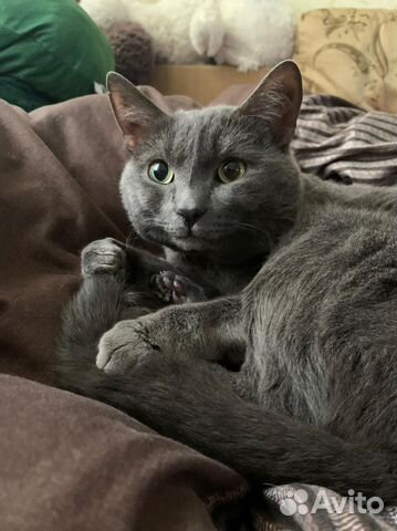 Кот ищет новый дом