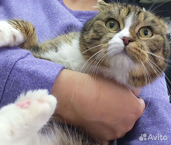 Кошка Мура