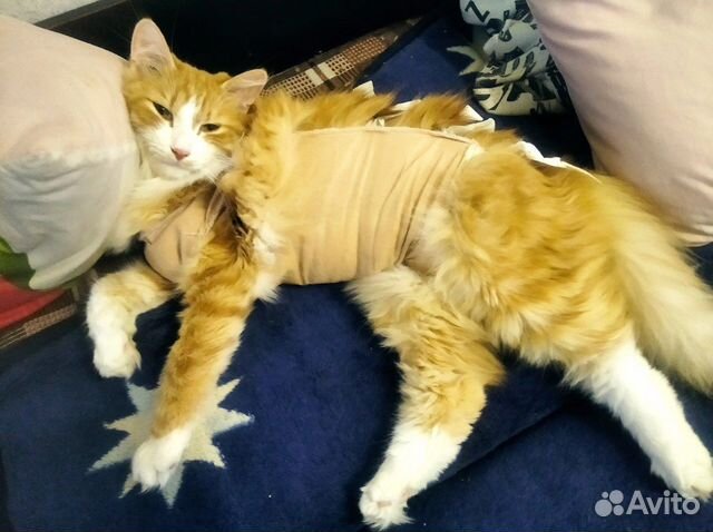 Котик ищет добрые руки