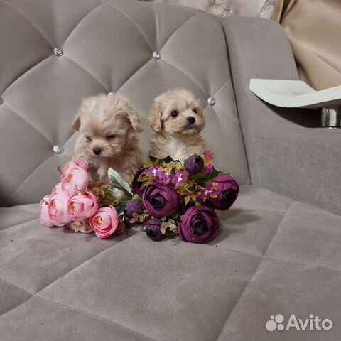 Мальтипу супер-мини