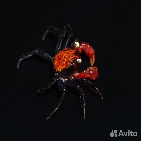 Краб дьявол (Geosesarma hagen)