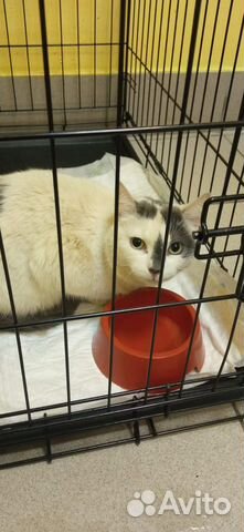 Кошку замуровали в подвале