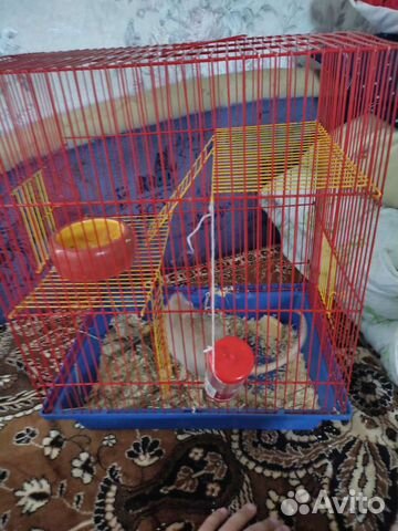 Крыса альбинос