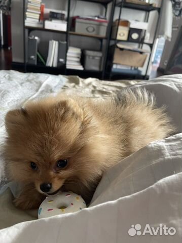 Щенок шпица