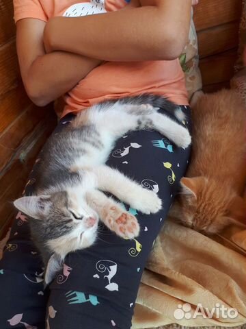 Отдам в добрые руки замечательных котят и кошечку