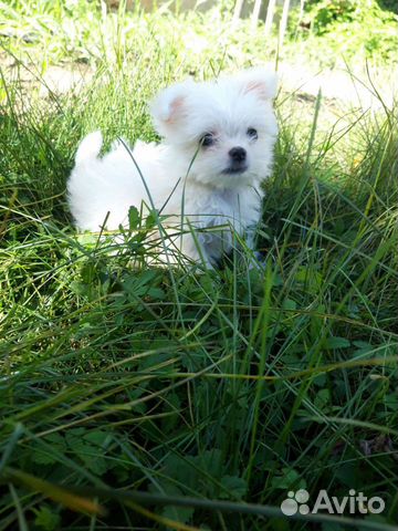 Чудо малыш микро