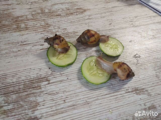 Улитки ахатины