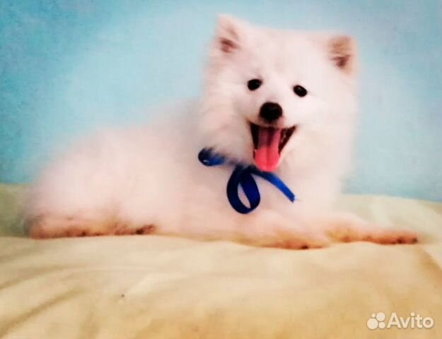 Японский шпиц щенок мальчик