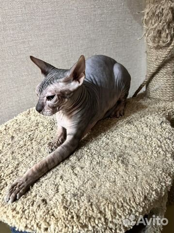 Донской сфинкс кошка 2 года