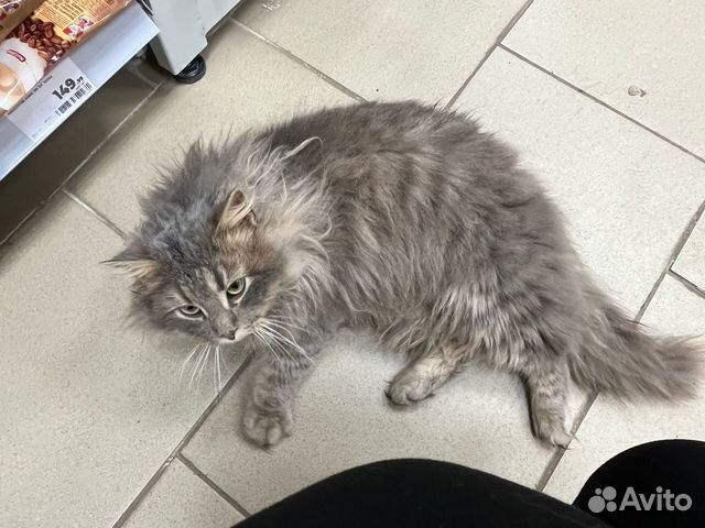 Хозяин отзовись