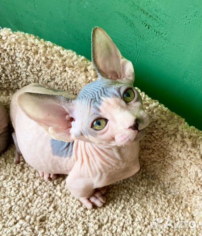 Канадский сфинкс