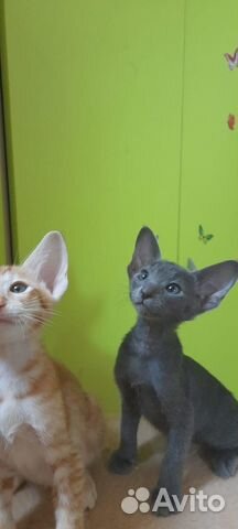 Котята ориенталы