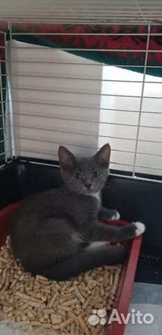 Котенок девочка бездомыш нужен дом
