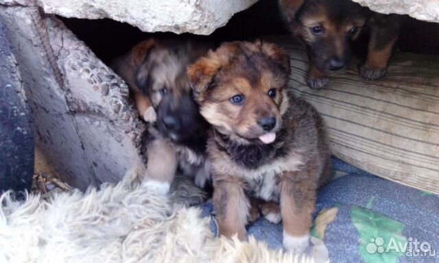 Щенки разные звоните