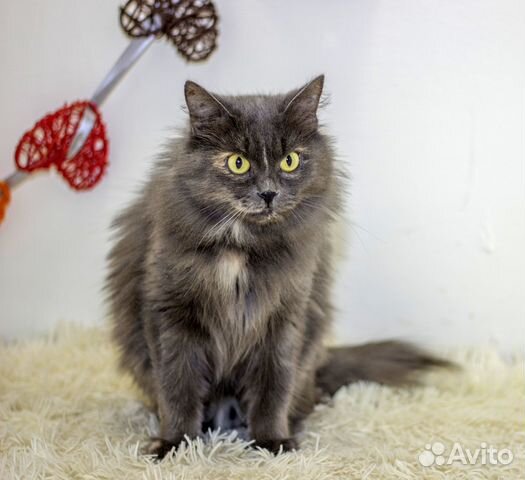 Кошка красивая с характером ищет новый дом