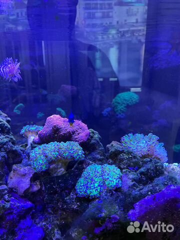 Коралл Эуфилия