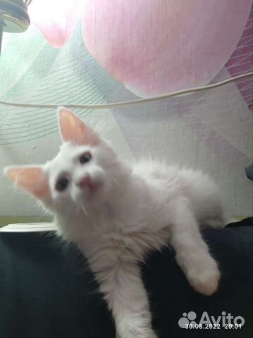 Котенок редкого окраса,курильский бобтейл