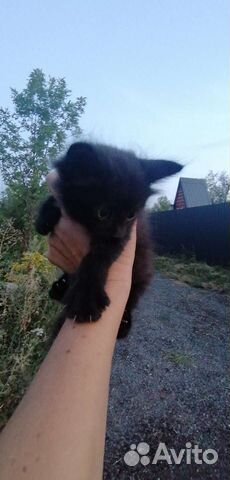 Кошка в дар