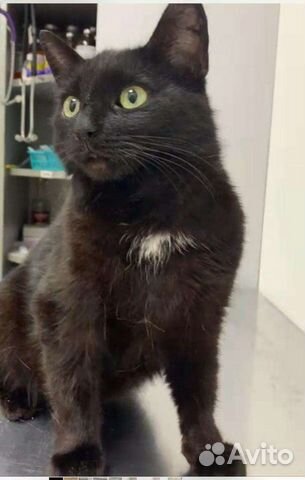 Кошка