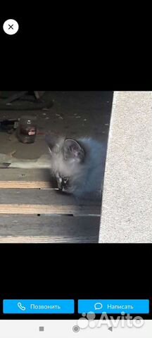 Котенок Невская маскарадная