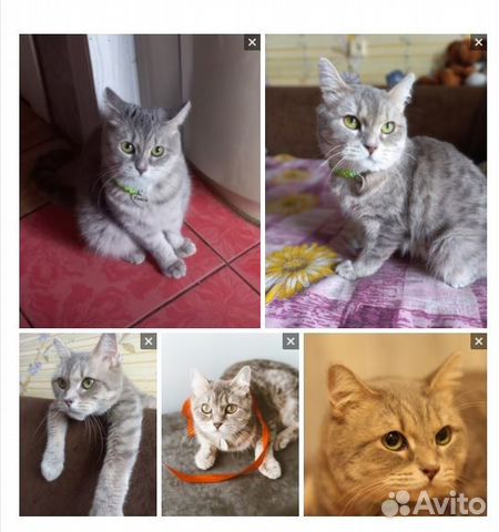 Ласковая кошечка, упитанная,красивая
