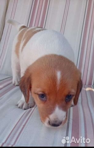 Щенок в добрые руки бесплатно