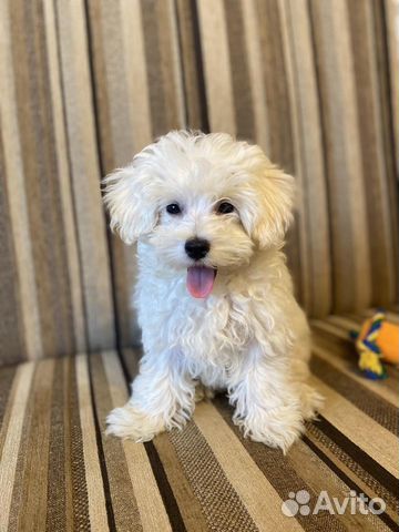 Щенок Мальтипу f1 мини (бейби фейс)