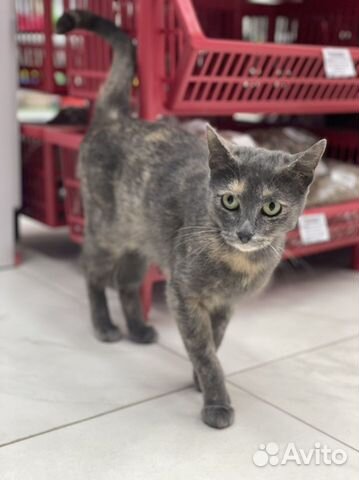 Ищем дом для мадам грации