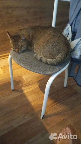 Отдам бесплатно в хорошие руки.Кот 5 лет