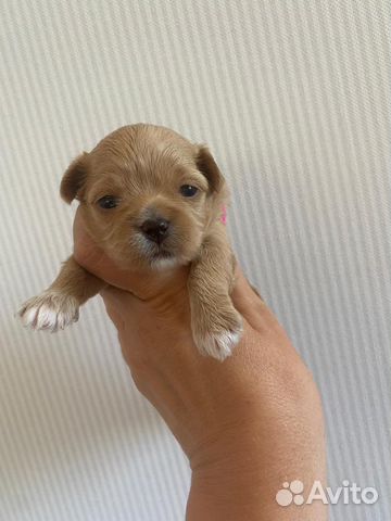 Мальтипу f1 mini baby face корея+китай mens