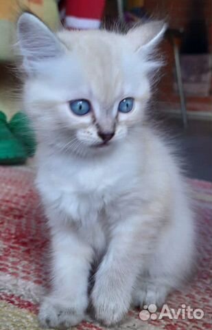Маскарадные котята