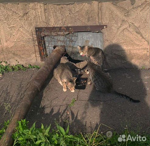 Заберите котят