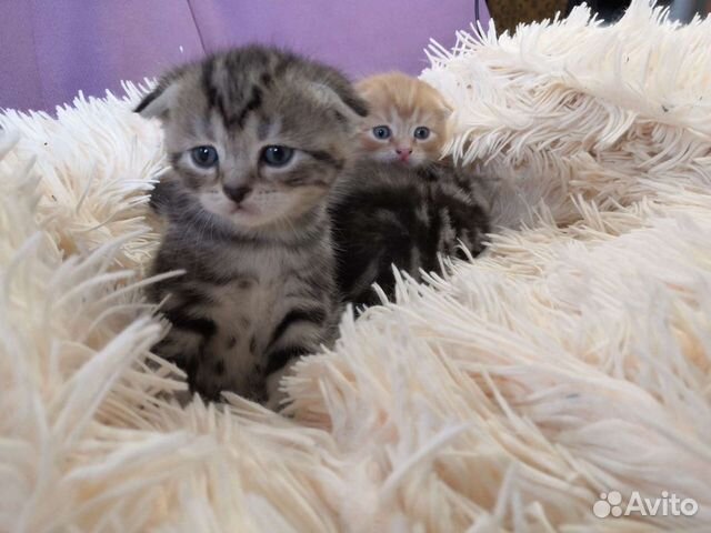 Шотландские вислоухие котята мраморные
