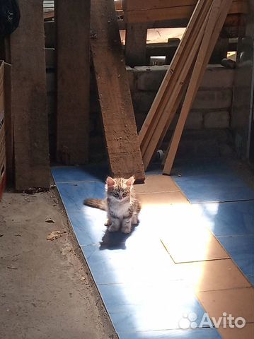 Отдам в добрые руки котенка