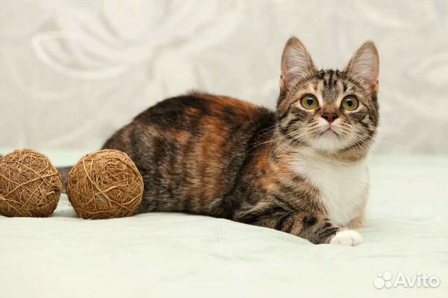 Котята в добрые руки бесплатно