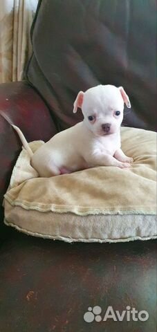 Щенуля чихуахуа