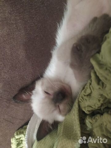Котята