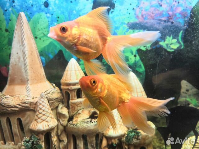 Золотые рыбки (вуалехвост)
