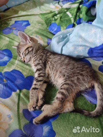 Котёнок девчуля