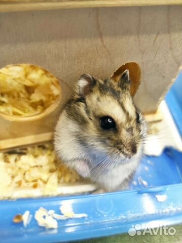 Джунгарский хомяк