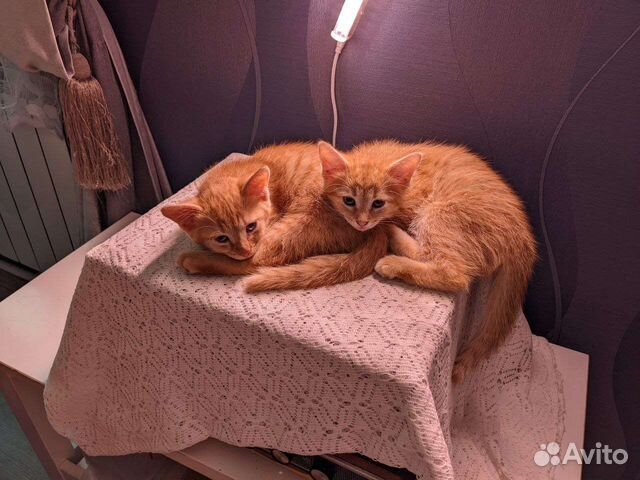 Очаровательные котята в дар