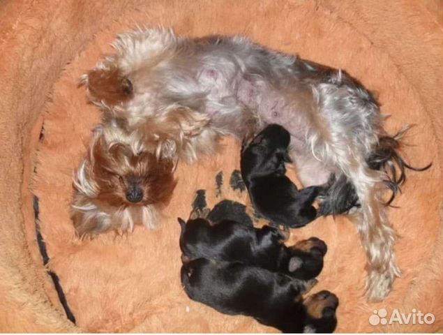 Собака маленькая порода