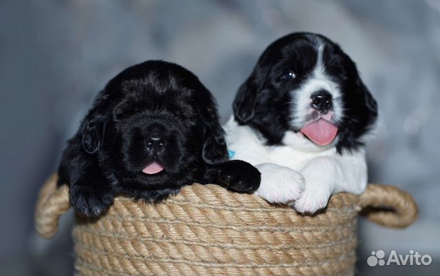 Щенки ньюфа