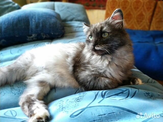 Кошка Дымка