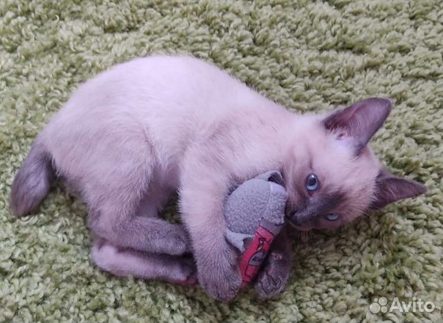 Меконгский бобтейл. Котята